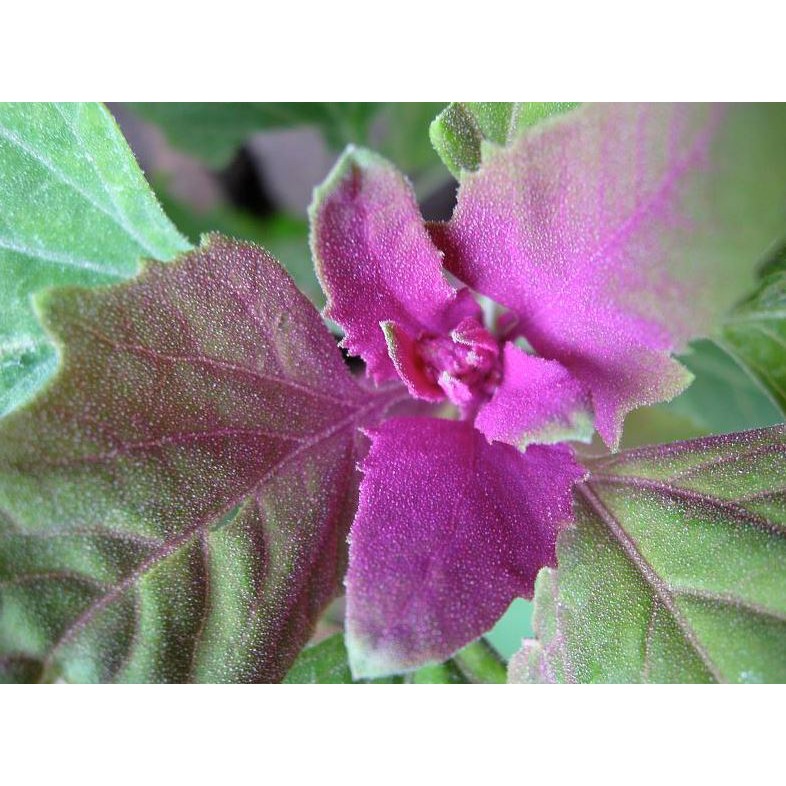 Tree Spinach pinky seed edible(Chenopodium giganteum) | Shopee Malaysia