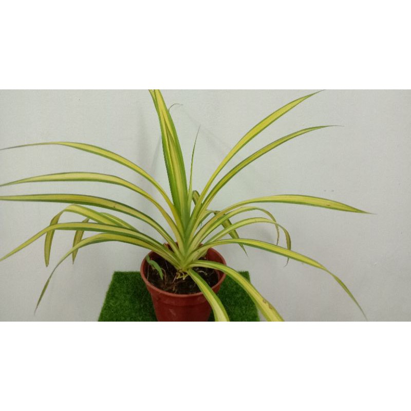 Pokok pandan kuning @ Osmosylon | Shopee Malaysia