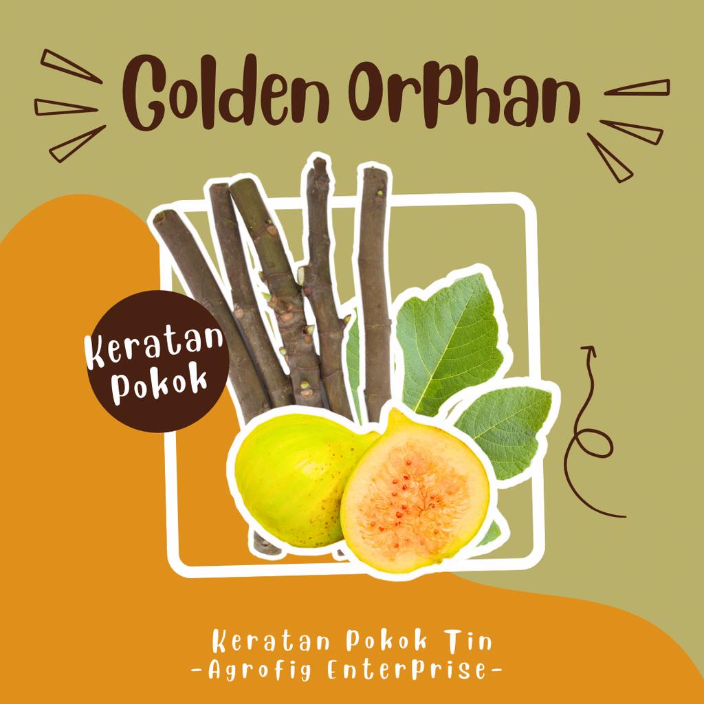 Keratan Batang Pokok Tin / Golden Orphan / Fig Cuttings | Shopee Malaysia
