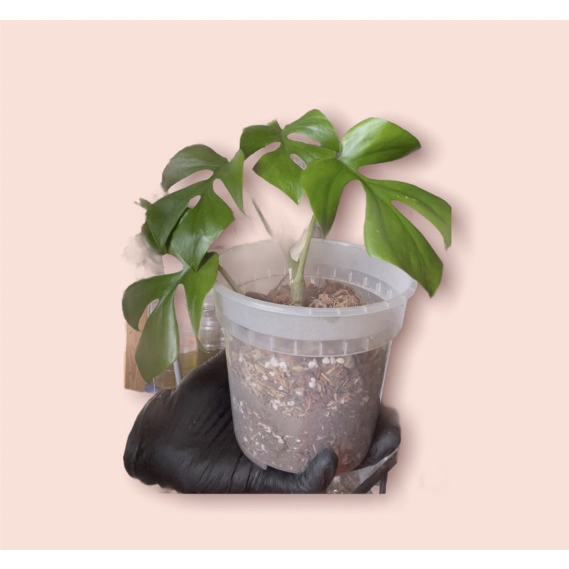 Monstera Rhaphidophora Pertusa NEW stock Aroid ( live Plant ) - Kebun ...