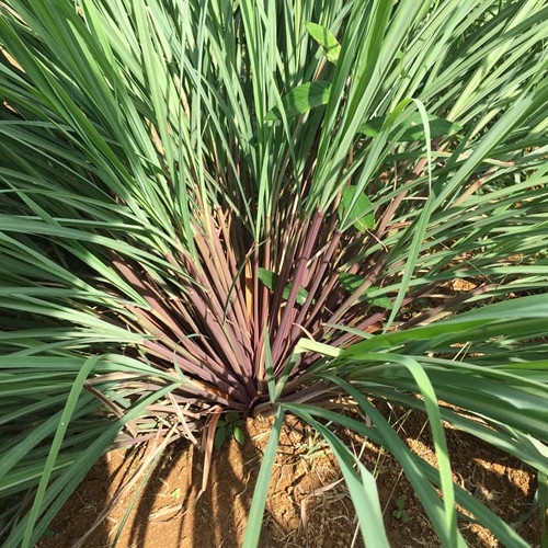 Pokok Serai Wangi Organik / Anak pokok serai dalam polybeg | Shopee ...