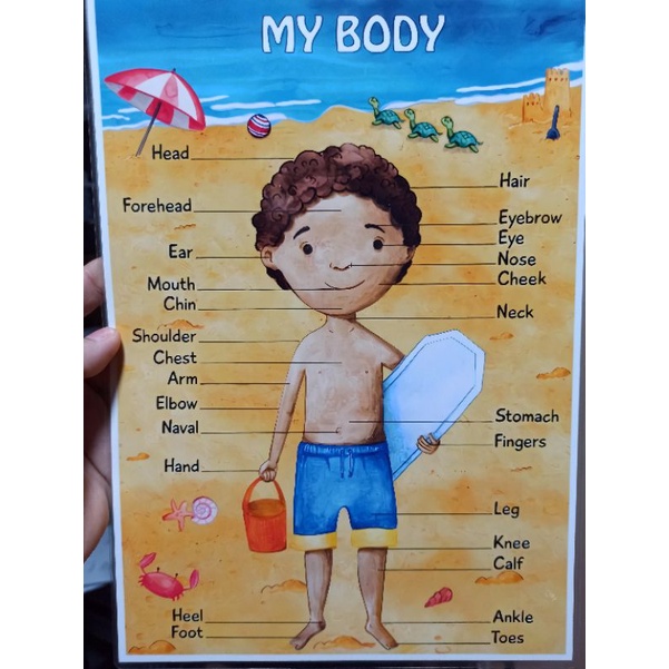 Laminated My Body Charts A4 size( High Quality Print) | Shopee Malaysia