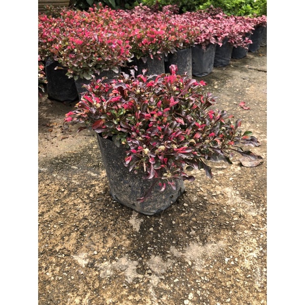 Pokok landscape ground cover 园艺围墙设计颜色搭配 / pokok pagar / outdoor plant ...