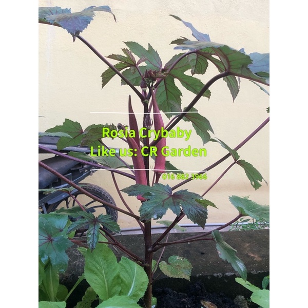 Pink Lady Finger 2 Seeds 粉红羊角豆 2粒 | Shopee Malaysia
