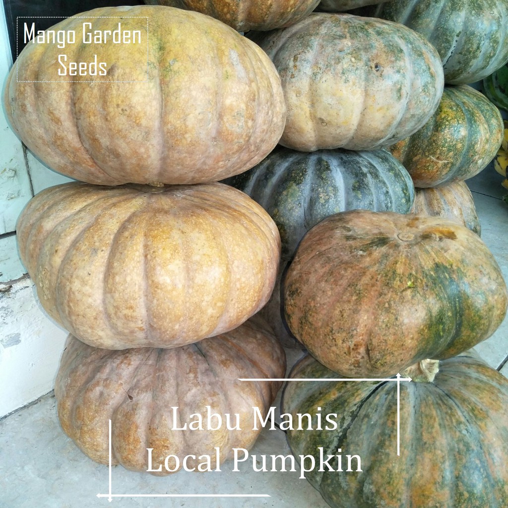 Labu Manis Seeds - 30 Seed - Local Pumpkin, Biji Benih Labu Manis ...