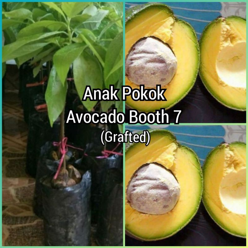 BENIH POKOK AVOCADO BOOTH 7 & HASS GRAFTED/ KAHWIN | Shopee Malaysia