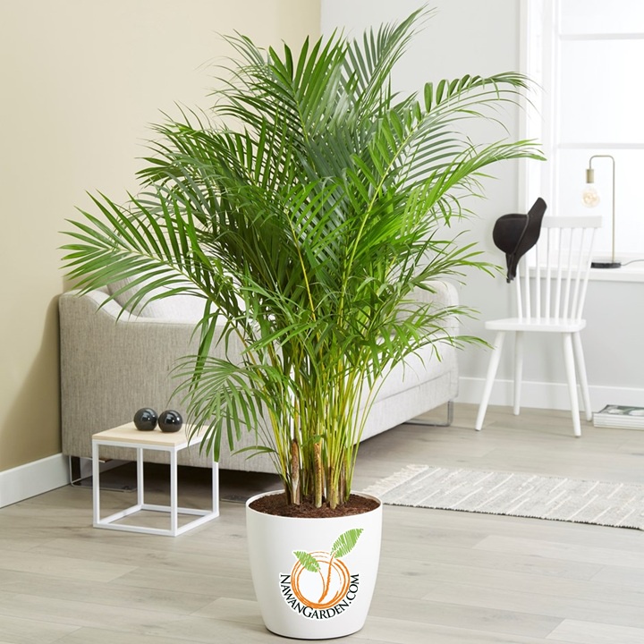 [Hot Selling] Pokok PINANG KUNING Rimbun Areca Palm Yellow Palm Live ...