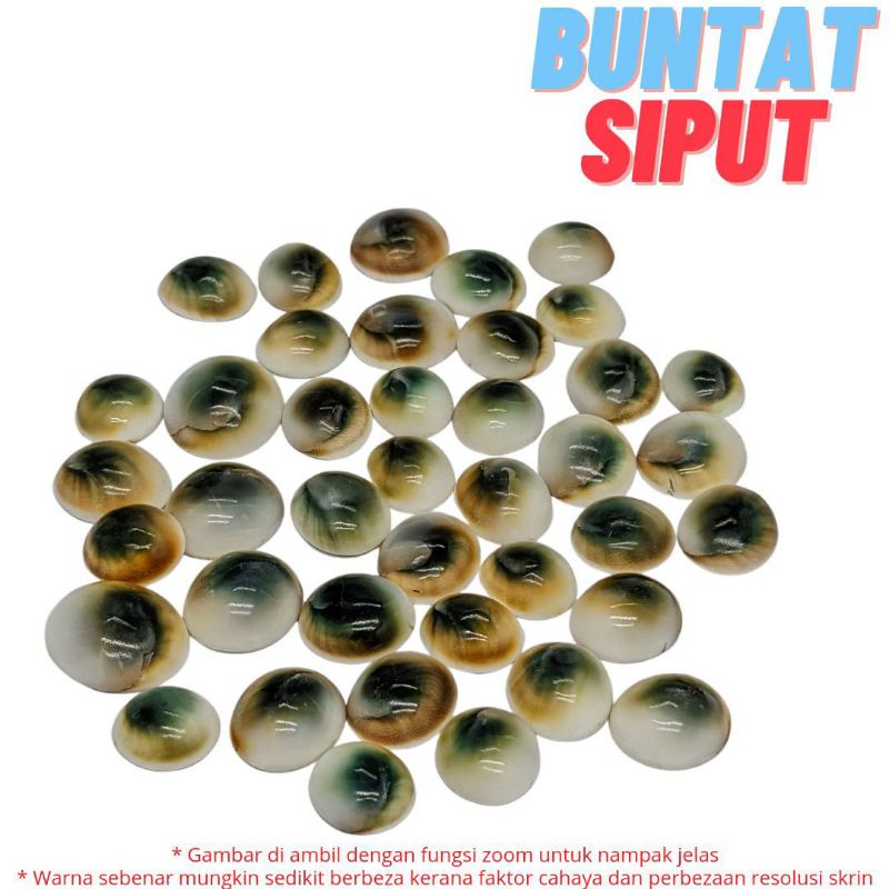 Buntat Siput Tanpa Sarung Cincin Alpaka dan Sarong Cincin Stainless ...