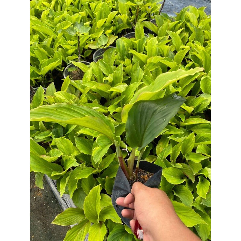 Anak Pokok Kunyit Hitam ( untuk rawatan herba tradisional ) | Shopee ...