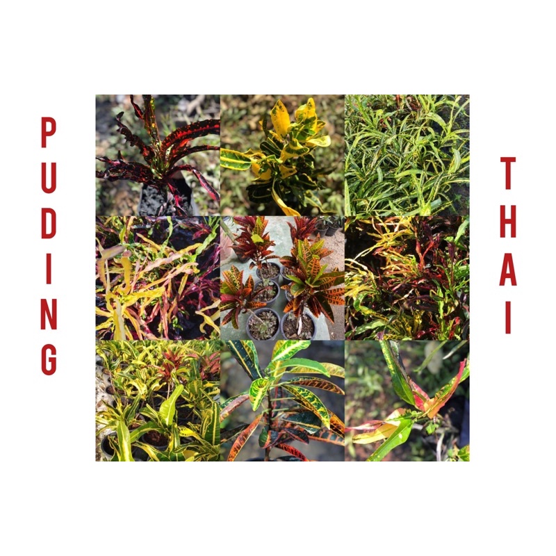 pokok bunga puding kampung thai / puding thai murah | Shopee Malaysia