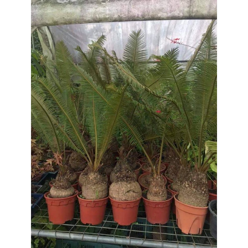 Pokok Cycas Siamensis landskap | Shopee Malaysia