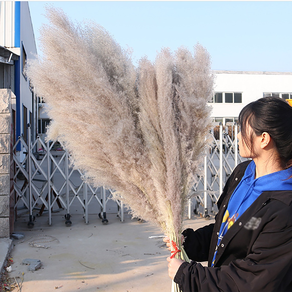 Large Reeds Decor One Meter Long Fluffy Without Shedding Office 15pcs ...