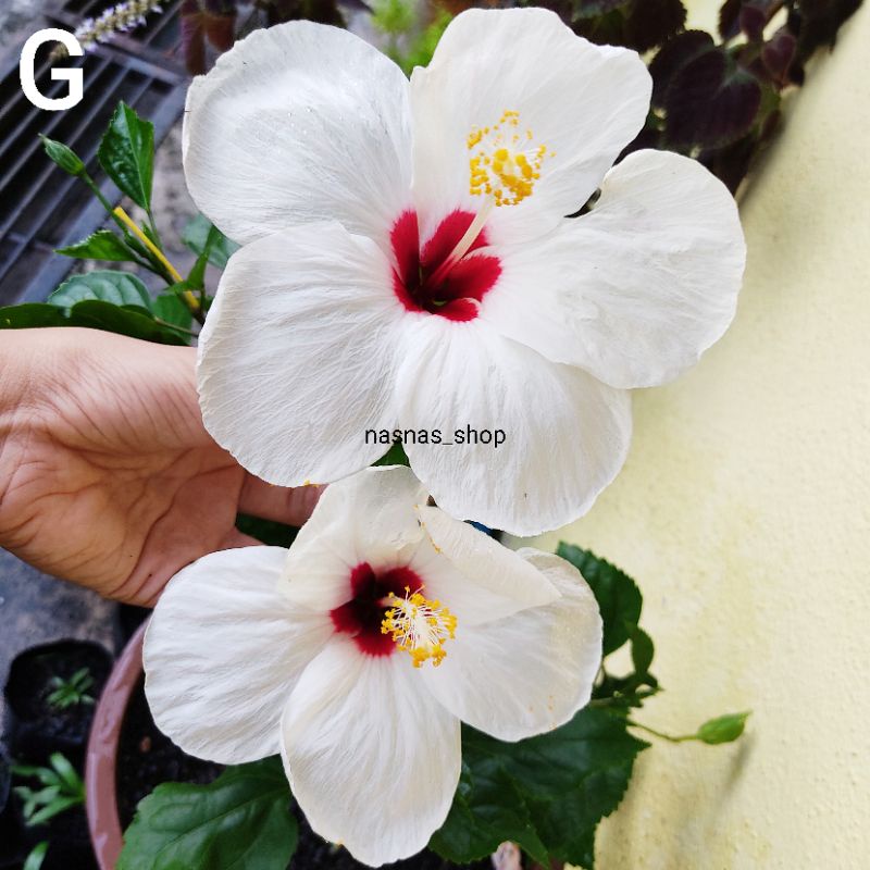 Pokok Bunga Raya Hibiscus Plant Anak Pokok | Shopee Malaysia