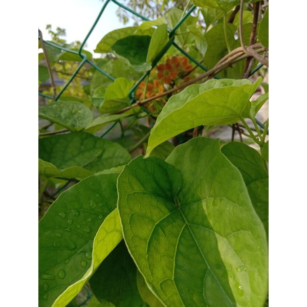 10 Keratan pokok bunga tongkeng. | Shopee Malaysia