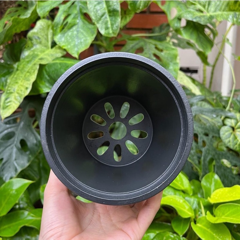 1 set x10 pasu plastic hitam 5” Thailand / pasu semaian / tahan lasak ...