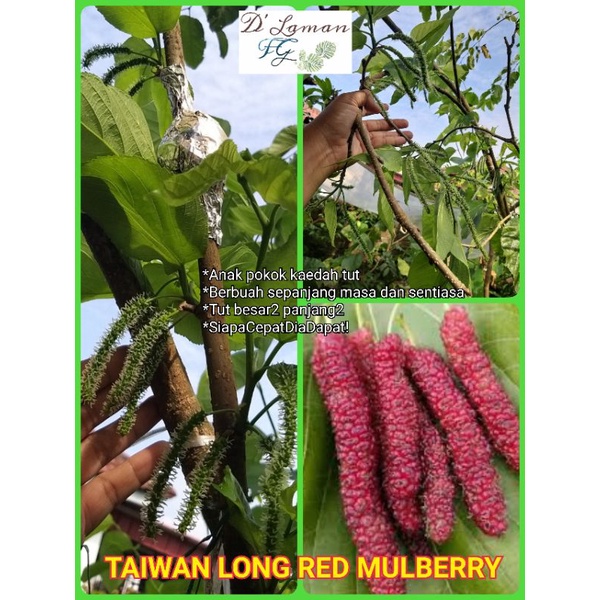 POKOK TAIWAN LONG RED MULBERRY hasil kaedah tut | Shopee Malaysia