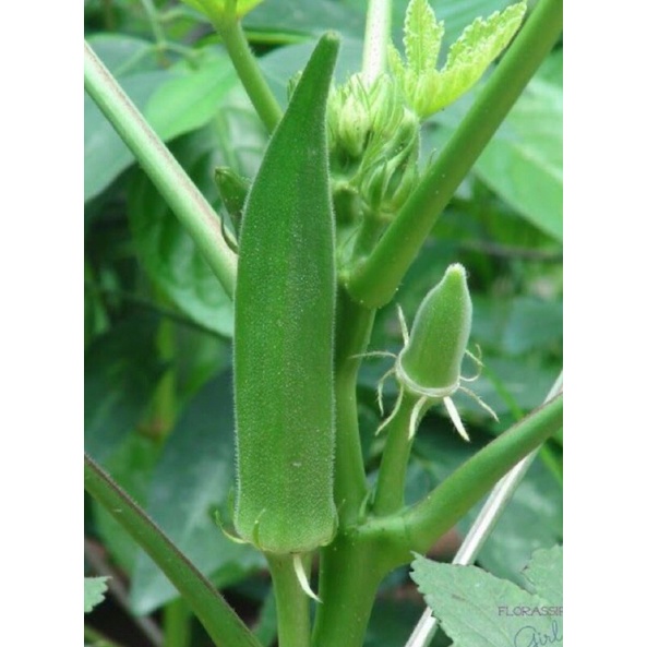 ANAK POKOK “BENDI” • OKRA 🌼Lady’s Finger • SUPERFOOD Ramai Tak Tahu!🌿 ...