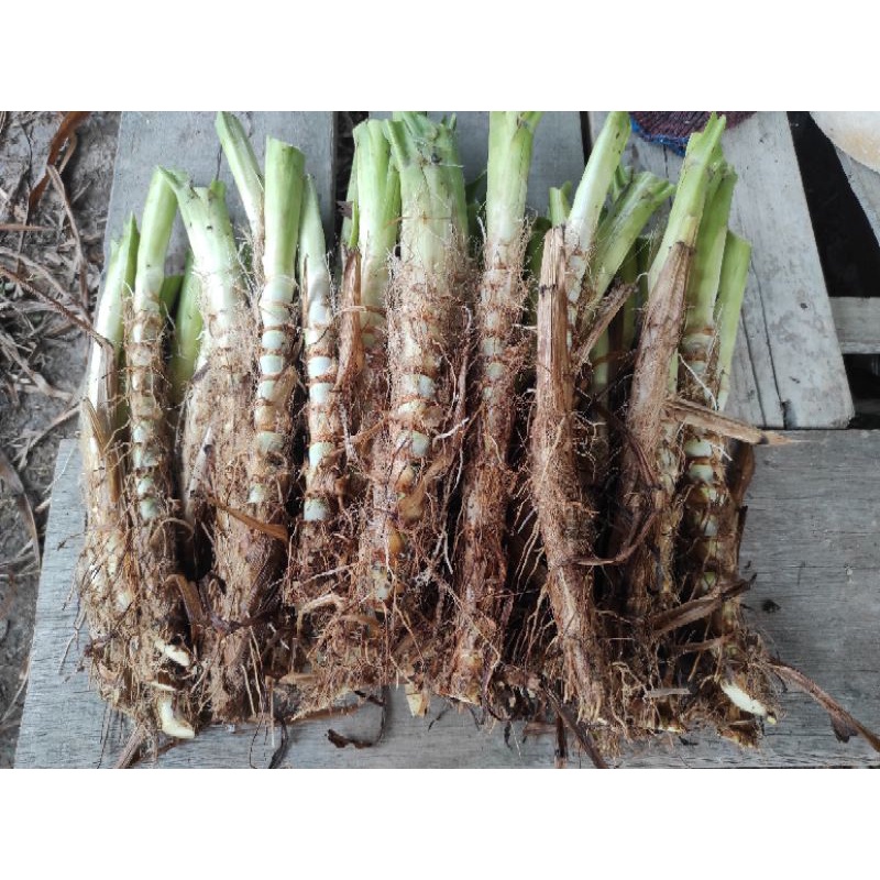 1 Batang benih rumput napier pandan/dwarf. Order 10 batang free 1 ...