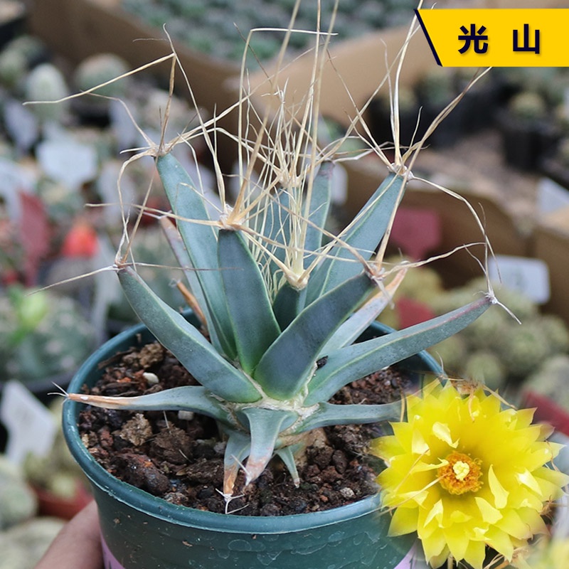 【Easy to bloom】Natural Cactus Guangshan Real Life Cactus 4 Old Pile ...