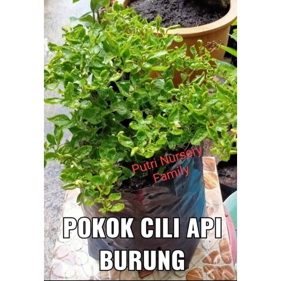 🔥Pokok Cili Api Burung🔥 | Shopee Malaysia