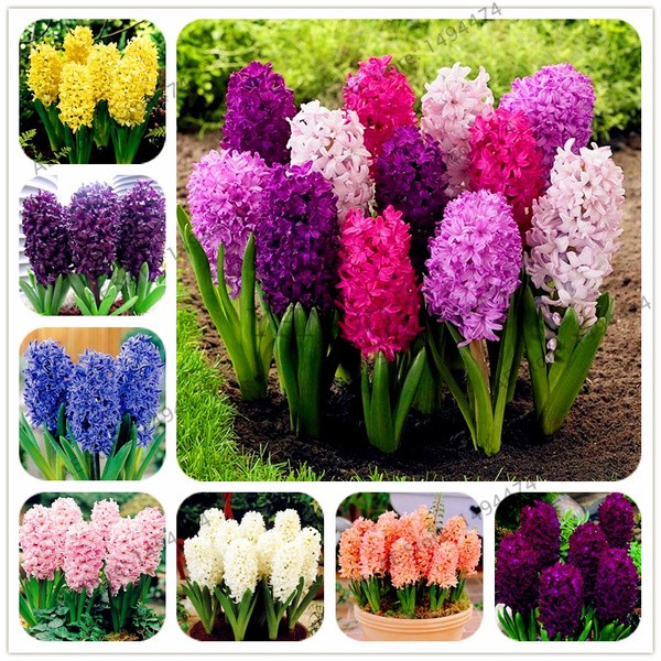 100pcs/bag Hyacinth seeds Perennial rare flower Seeds Holland ...