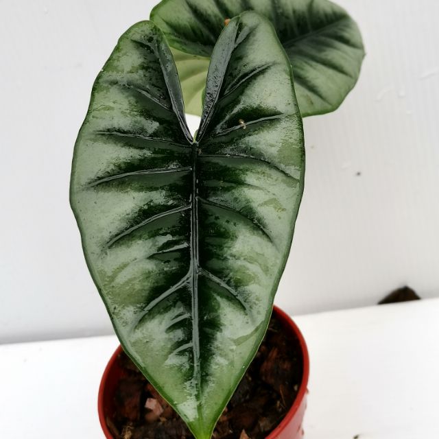 Alocasia Reversa Silver ( selection plant) | Shopee Malaysia
