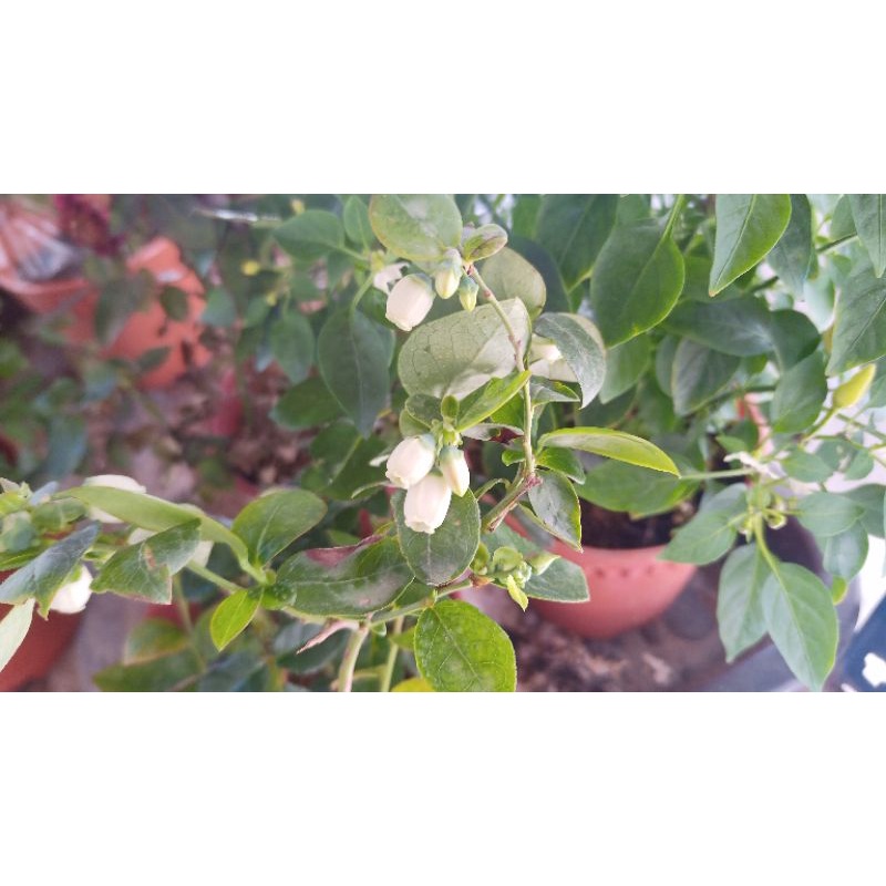 Anak Pokok Buah Blueberi Live Blueberry Potted Plants Live Pot Plants ...