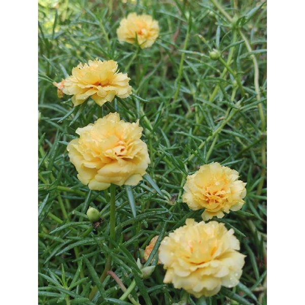 bunga ros jepun kuning cair jenis carnation | Shopee Malaysia