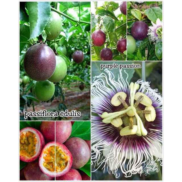 KKB Markisa Purple, Passiflora Edulis, Granadila, Passion Fruit Plant ...