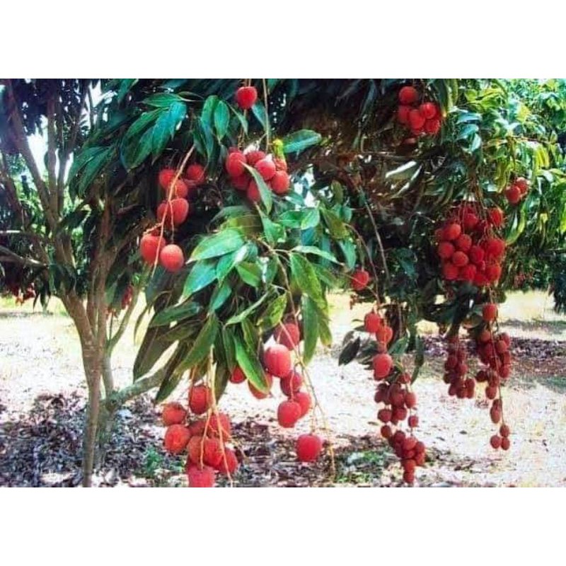 泰国荔枝树 🌱（高压苗）🌱Thai Lizhi Tree🌱🔥 | Shopee Malaysia