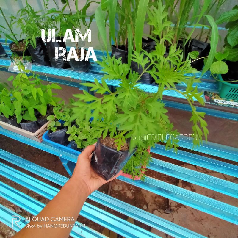 Anak pokok ULAM RAJA herba (Pokok matang) Herbs plant (Ready to plant ...