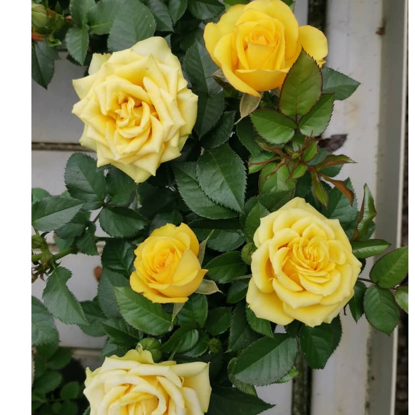 【UnclePot】Cameron Rose Pot Forever 玫瑰 (Live plants)(Denmark Branded ...