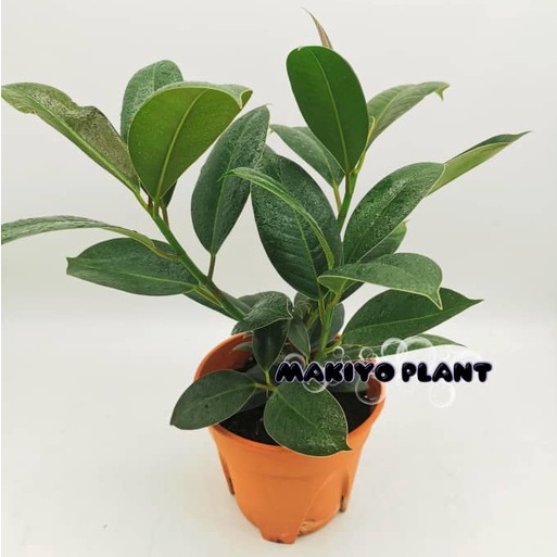 Ficus Elastica/ Rubber Fig Tree 橡皮/印度榕 Indian Rubber Tree 🌿Live Plant🌿 ...