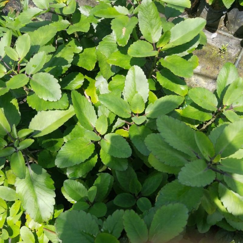 ANOR - Anak pokok sedingin/setawar kampung ( Pokok Herba ) | Shopee ...