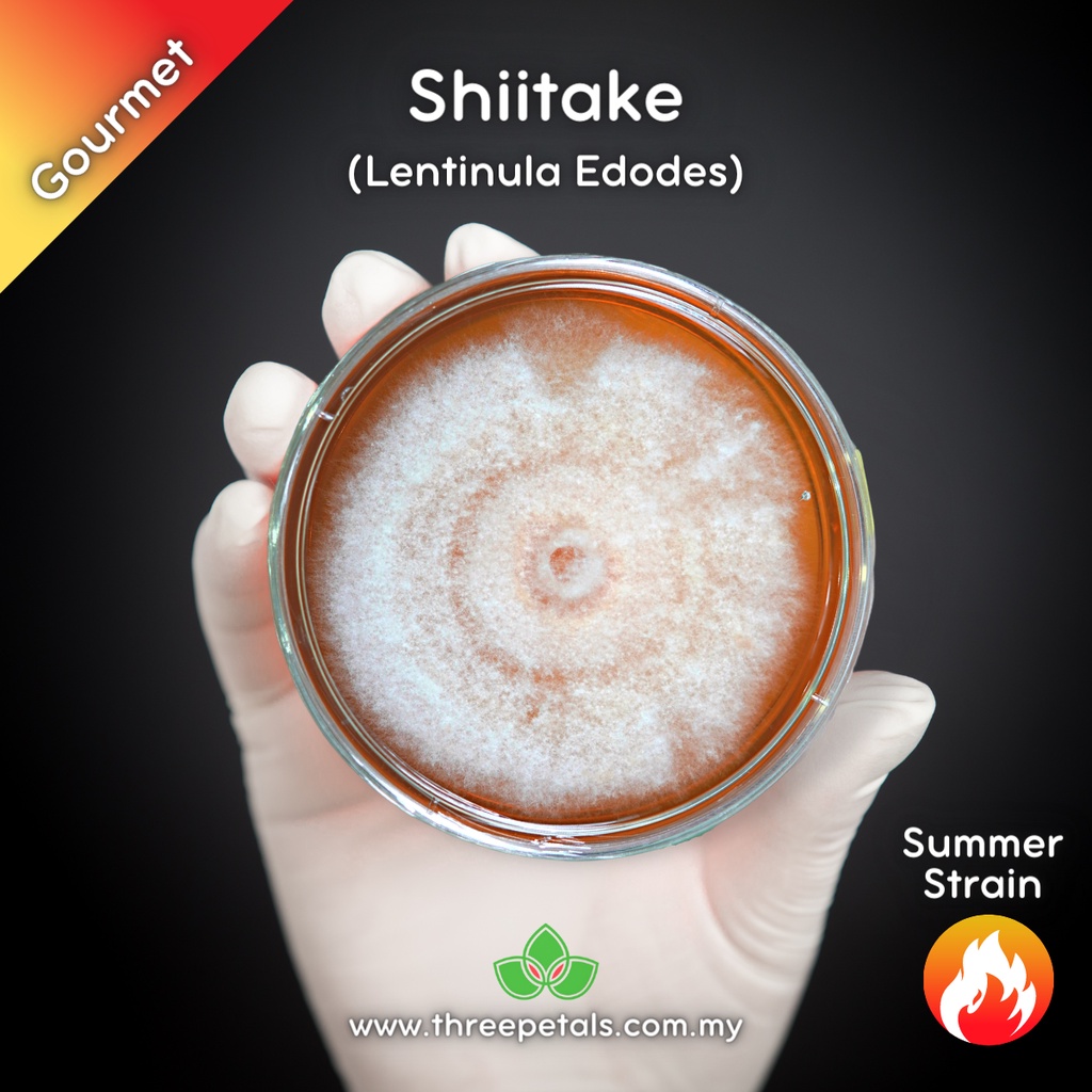 Shiitake (Lentinula Edodes) Live Mycelium Mushroom Culture Spawn Seed ...