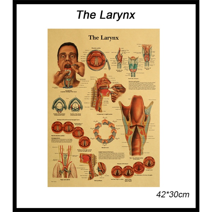 The Human Body Structure Skeleton Nervous System 'The Larynx' Vintage ...