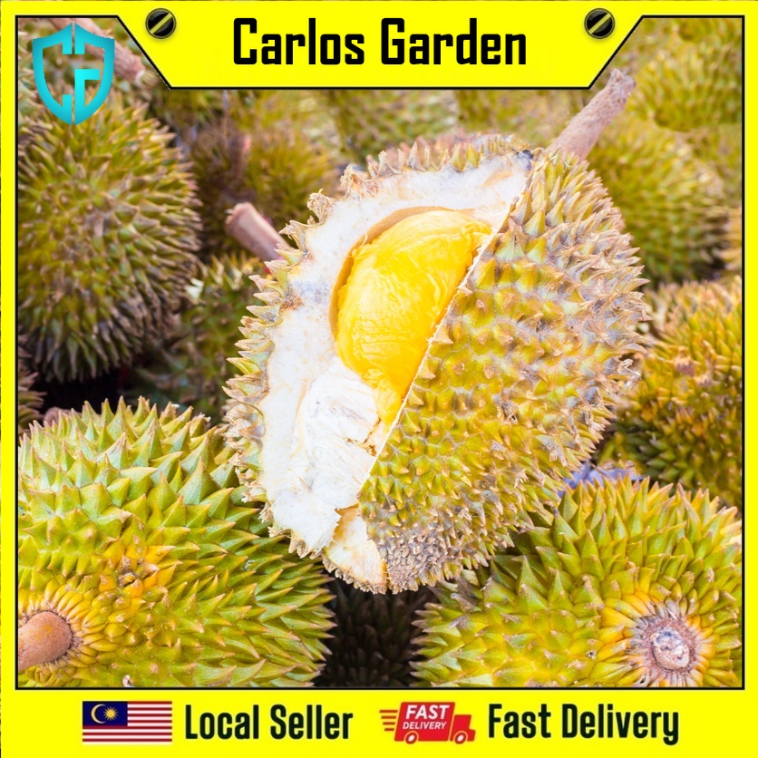 Anak Pokok Durian Simpang Permata Pokok Import Dari Thailand D196 Pokok ...
