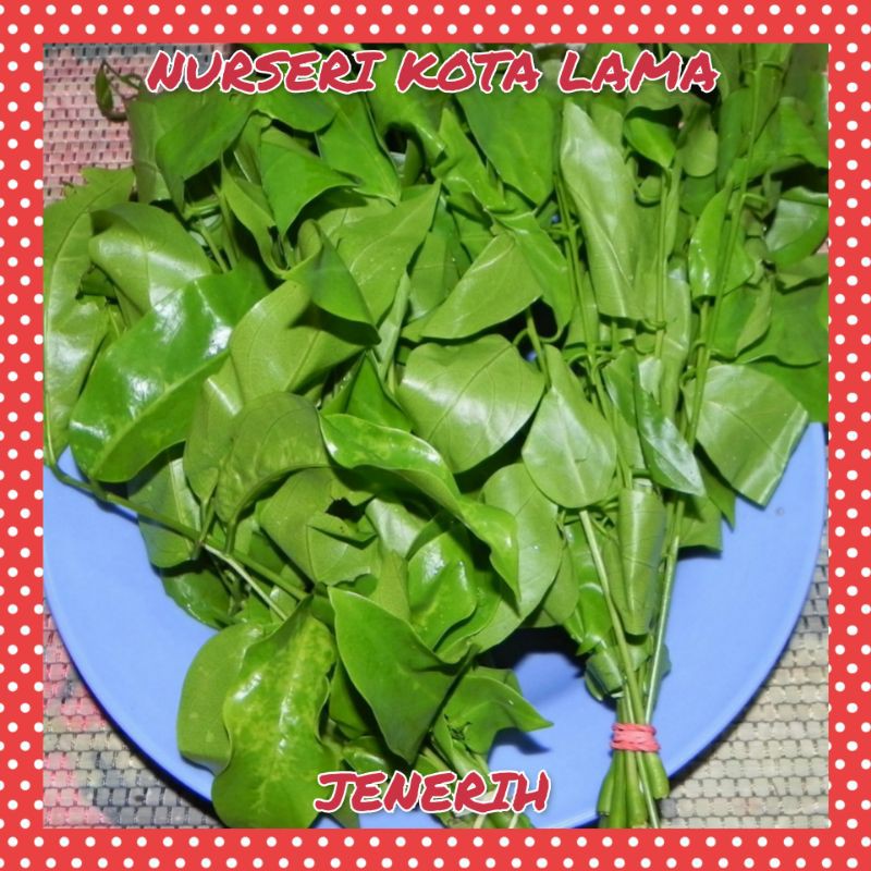 🔥ULAM🔥 ANAK POKOK JENERIH / JENEREH / TULANG DAENG / TUALANG DAING ...