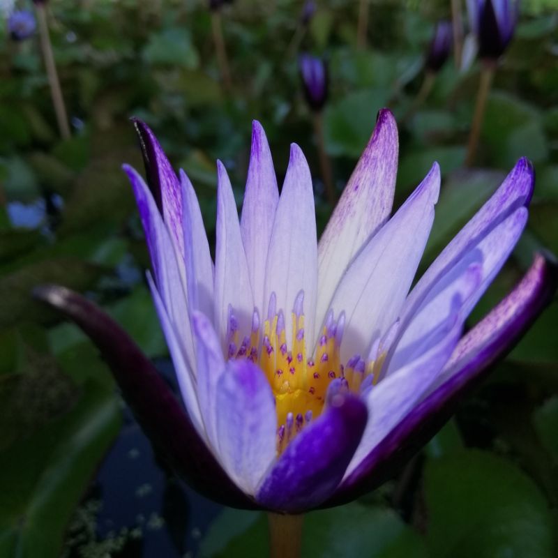 Water Lily matured Tropical Aquatic live plant Bunga telipok hidup ...