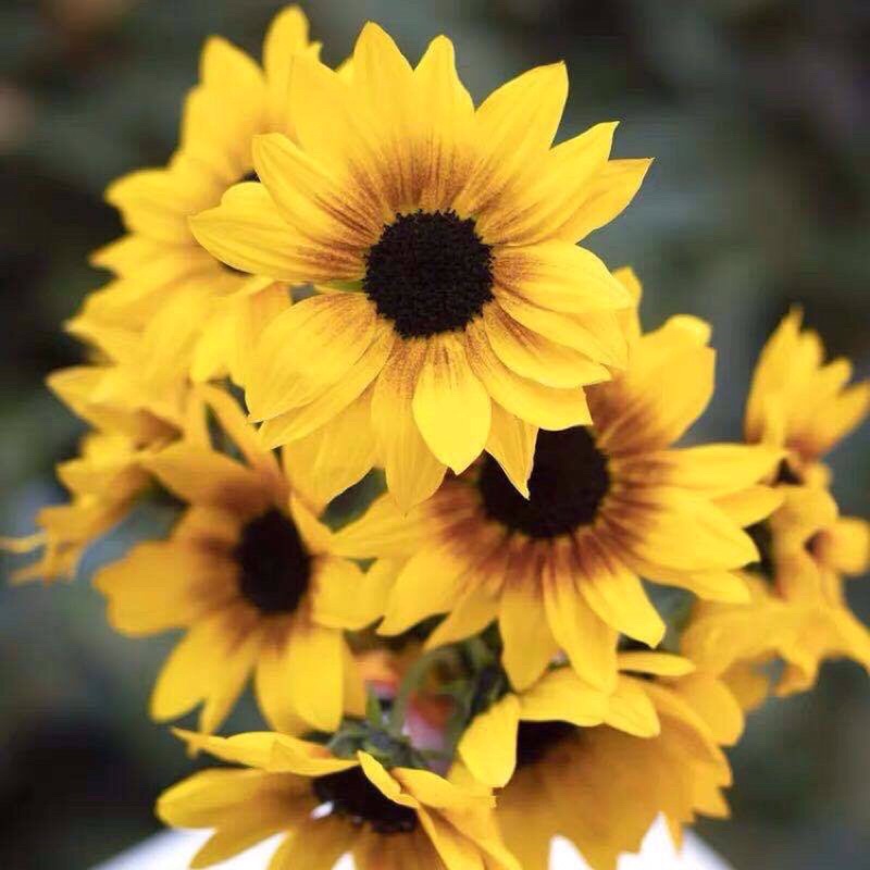 🇲🇾Ready stock 10pcs Sunflower Multiple heads seed Bunga matahari Biji ...