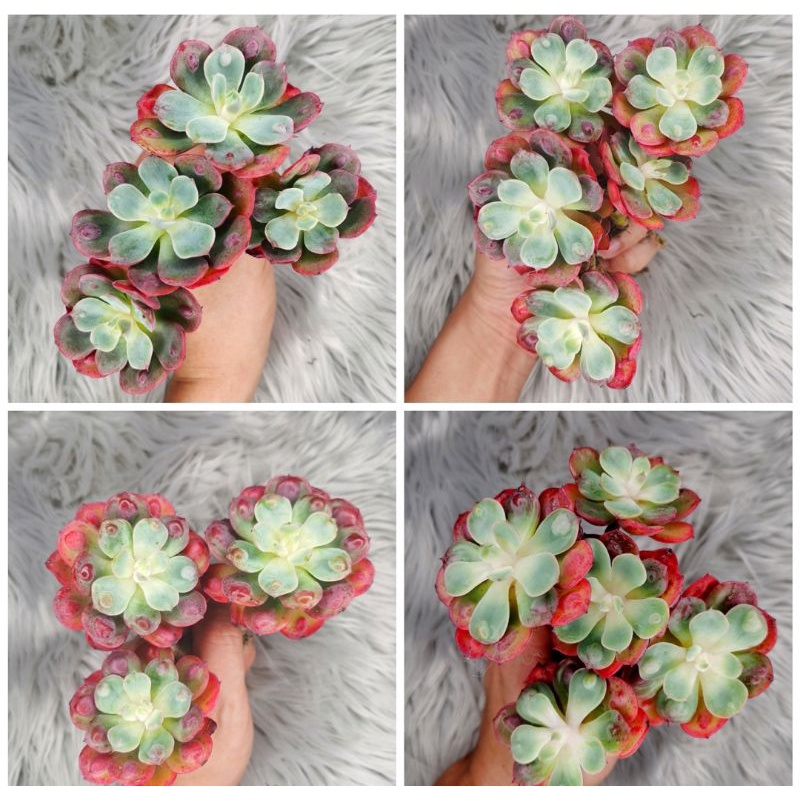 Imported Succulents Live Plant Echeveria Rain drops 进口雨滴多肉植物 | Shopee Malaysia