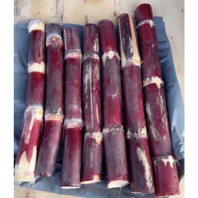 anak tebu hitam merah red sugar cane plant young bernih muda | Shopee ...
