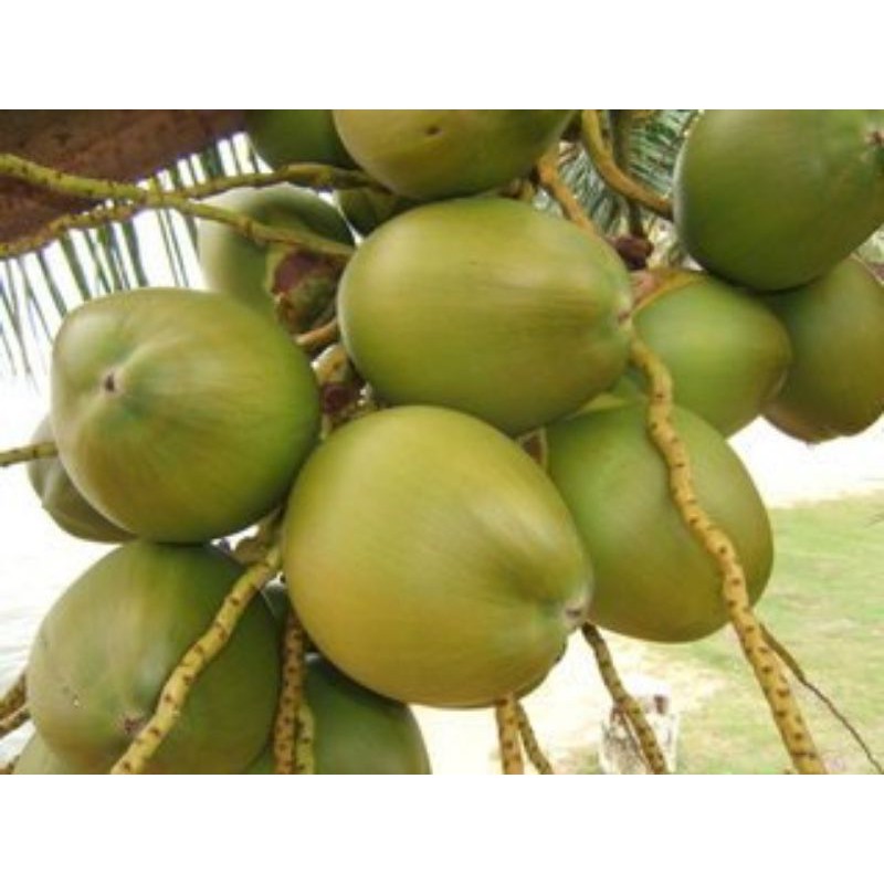 🥥2 biji Kelapa Muda Segar Matag Young Fresh Coconut 🥥 | Shopee Malaysia