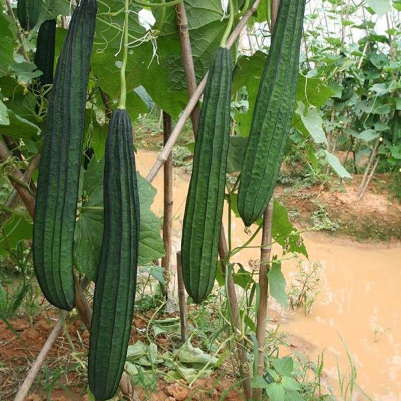 Benih Petola Segi 8pcs/Angled Luffa/长棱丝瓜种籽 | Shopee Malaysia