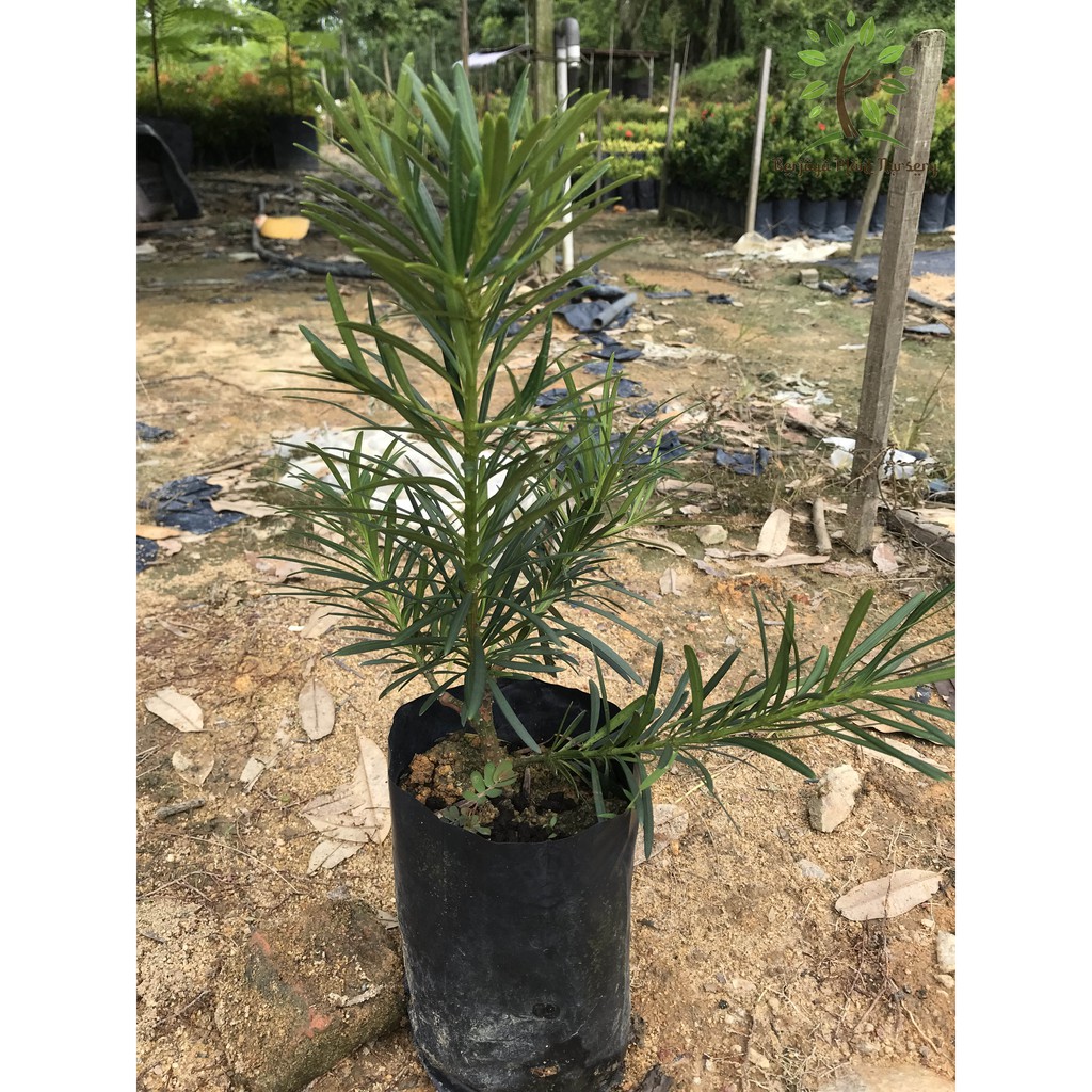 Berjaya Plant Nursery - Pokok Podocarpus Macrophyllus/罗汉松(Pokok Bonsai ...