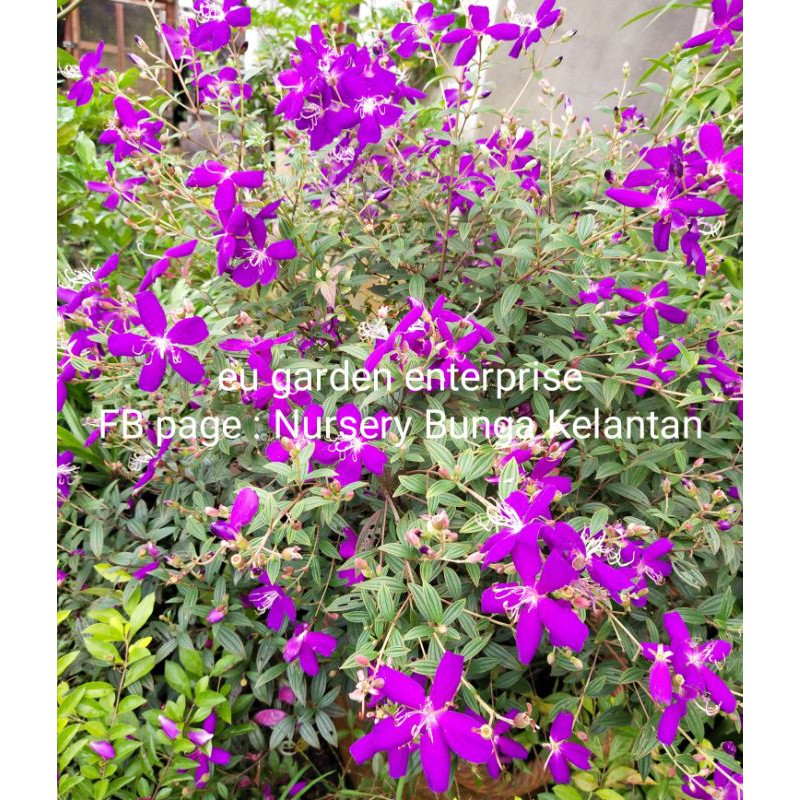 Bunga Senduduk / Keduduk ( Ungu ) HYBRID | Shopee Malaysia