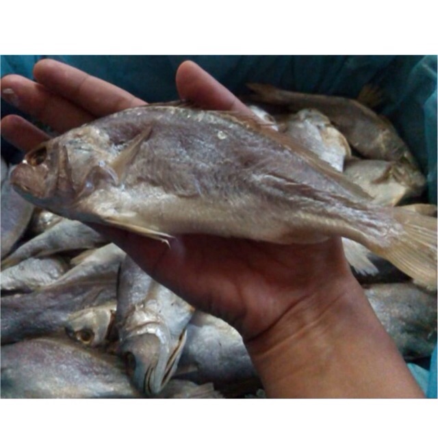 Ikan gelama basah ikan masin | Shopee Malaysia