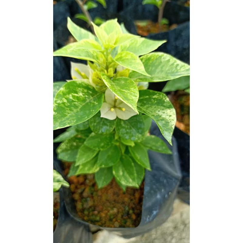 bunga kertas hidup. ID black maria, kristina, tanglong, citra INDIA ...