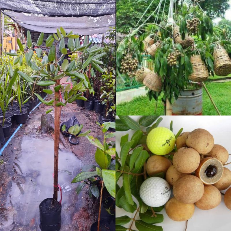Anak Pokok Longan Ping Pong / Pokok Mata Kucing Pipong | Shopee Malaysia