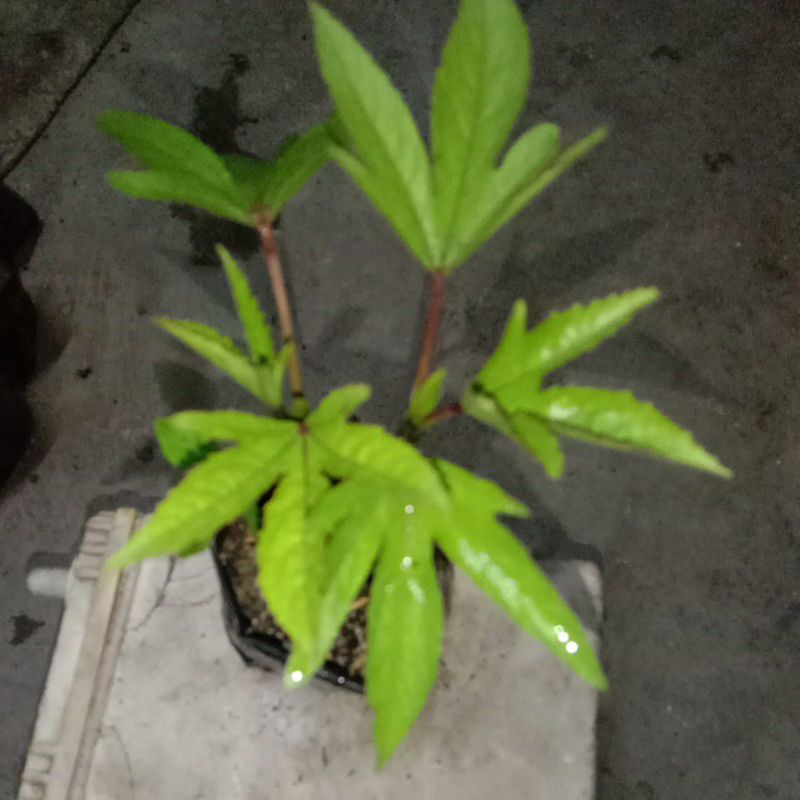Pokok Daun Asam Enak | Shopee Malaysia